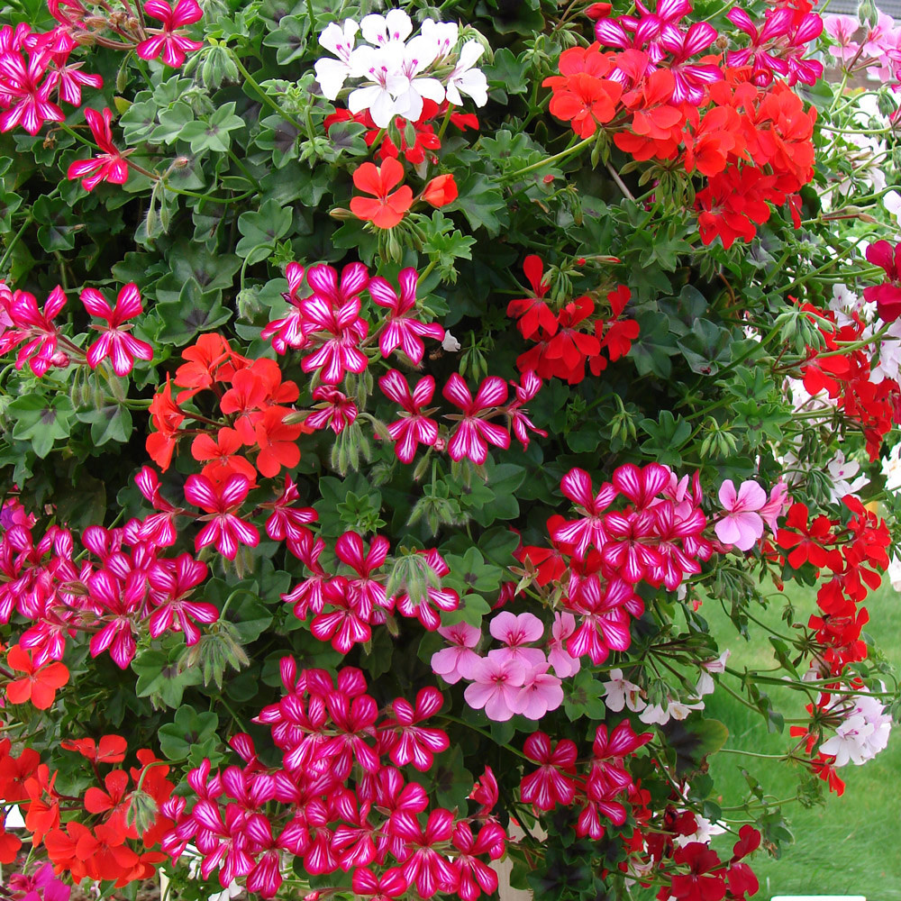 Geranium Single Trailing Red | J Parker Dutch Bulbs