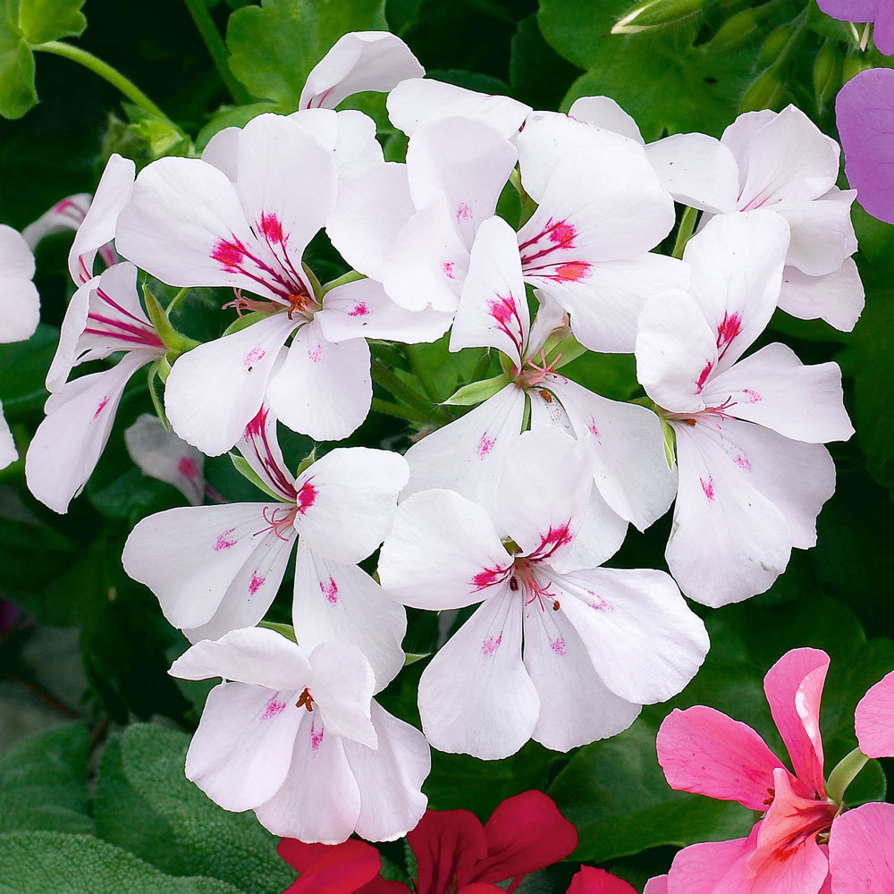 Geranium Single Trailing White | J Parker Dutch Bulbs