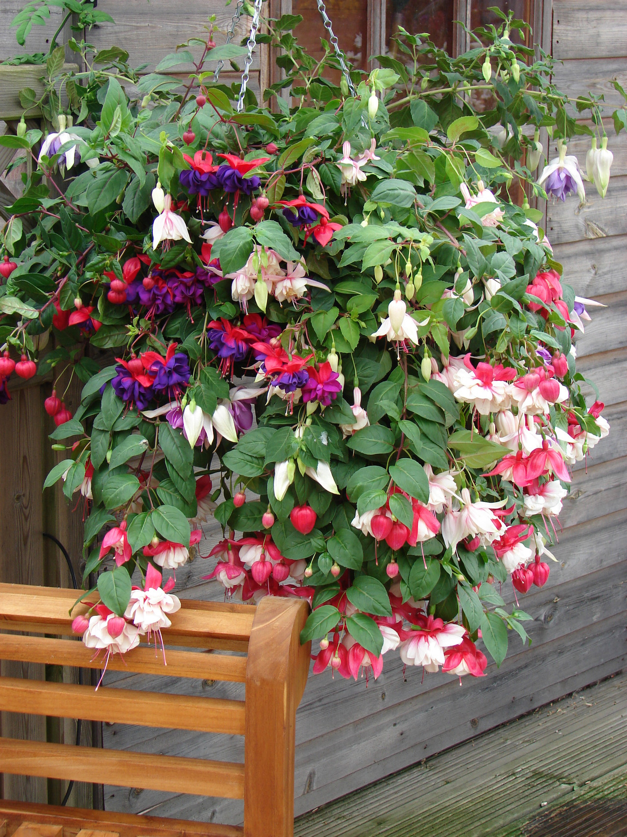 Giant Trailing Fuchsias Mixed | J Parker Dutch Bulbs