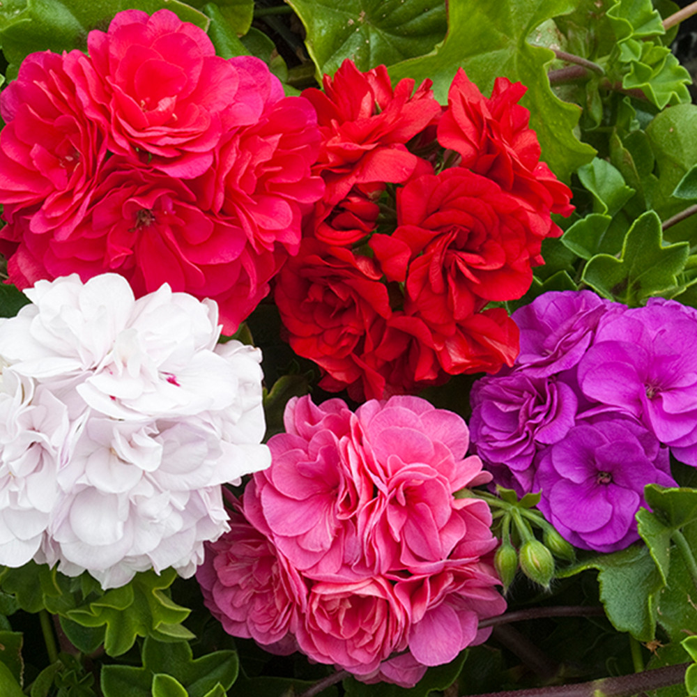 Geranium Double Sybil Mixed | J Parker Dutch Bulbs