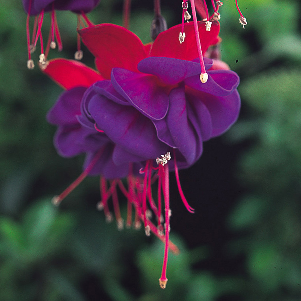 Fuchsia Dollar Princess (Hardy) | J Parker Dutch Bulbs