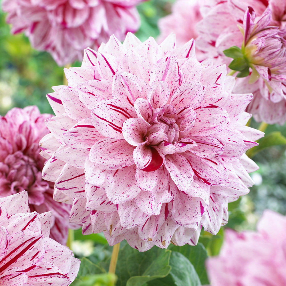 Dahlia Painted Lady | J Parker Dutch Bulbs