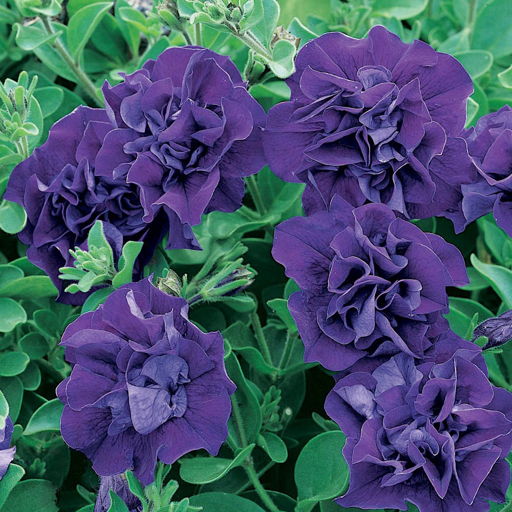 Surfinia Double Blue - J Parker Dutch Bulbs