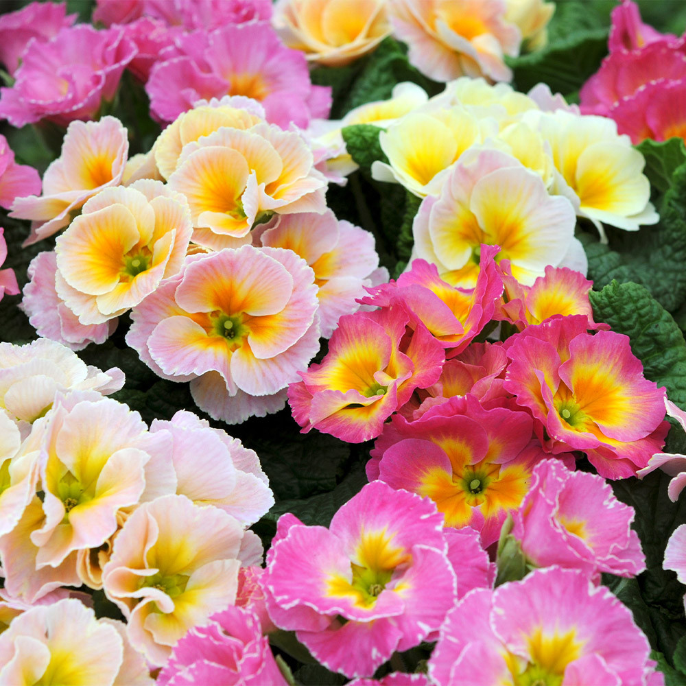 Primula Sweetheart Mix - JParkers