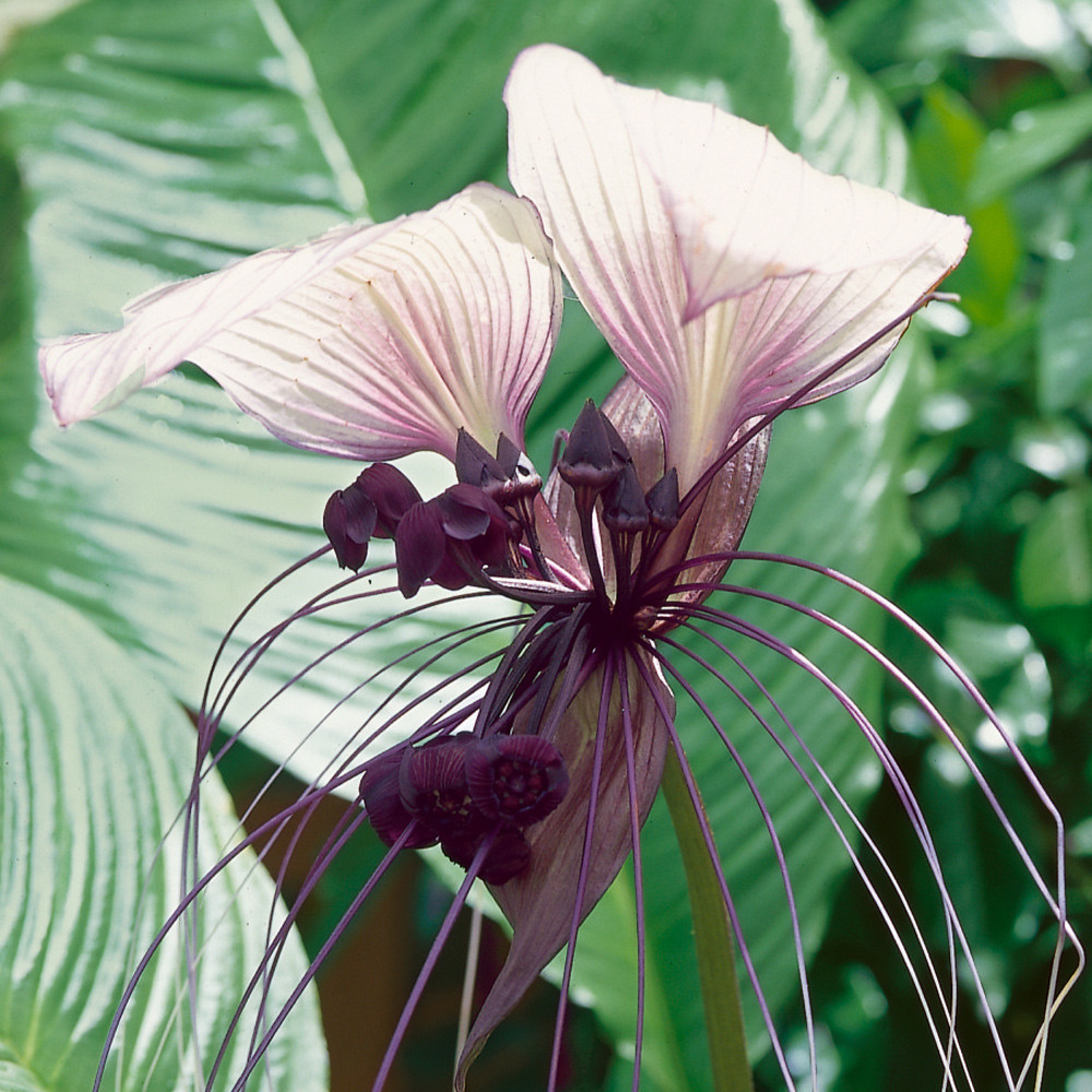 Tacca integrifolia | J Parker Dutch Bulbs