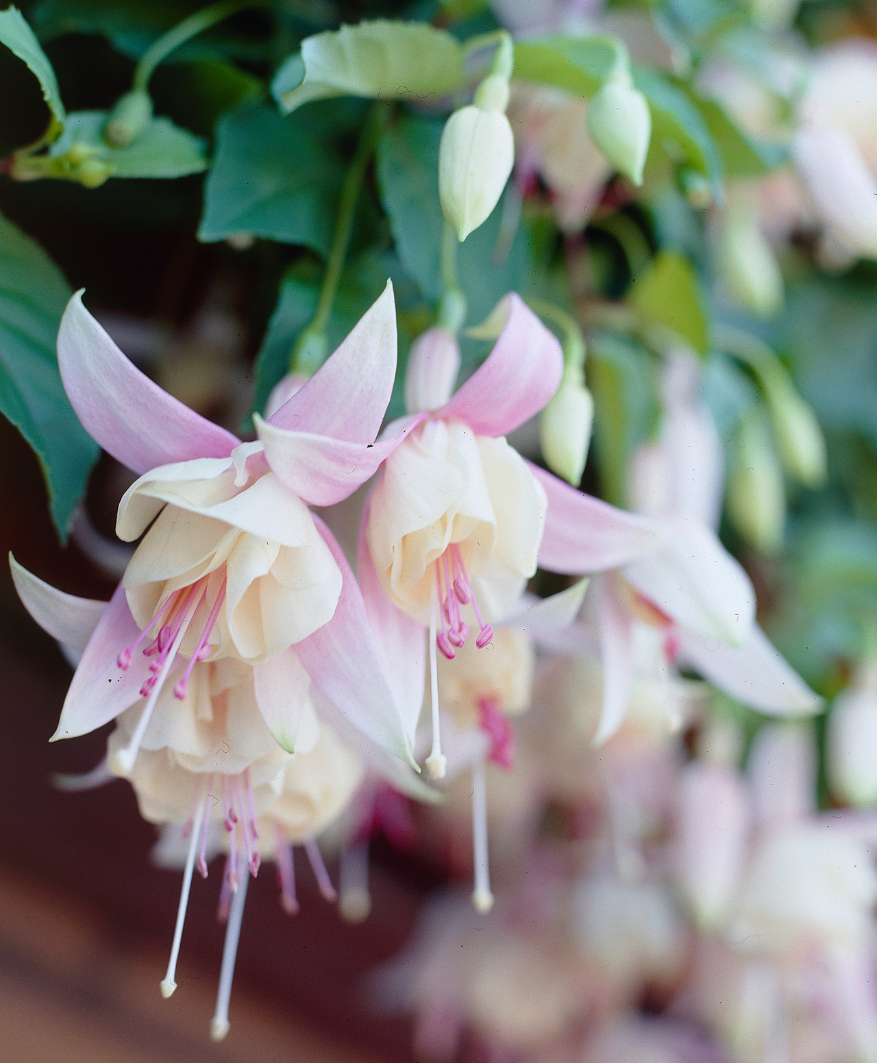 Fuchsia Annabel AGM (Trailing) | J Parker Dutch Bulbs