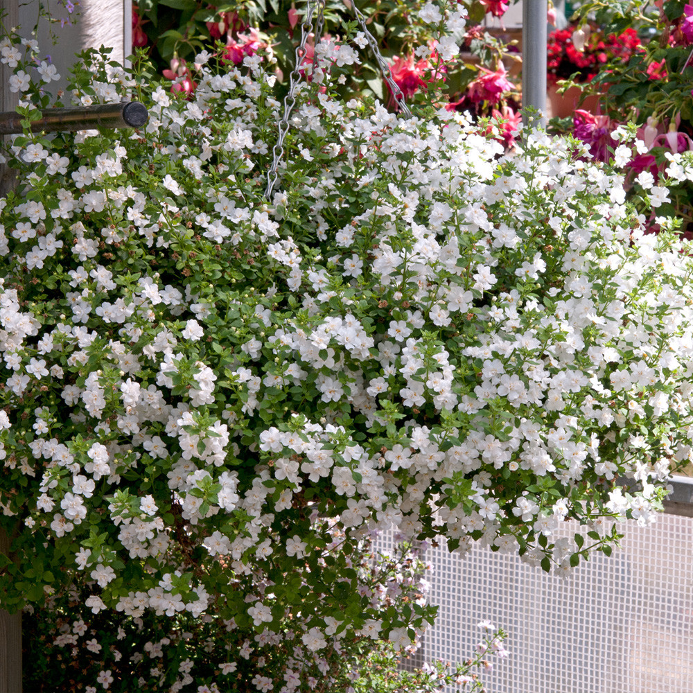 Bacopa Scopia Double White | J Parker Dutch Bulbs