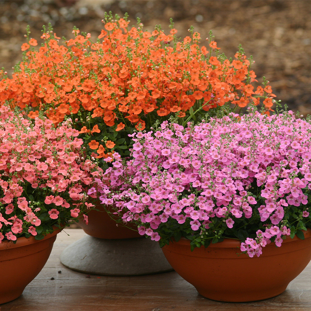 Diascia Divara Pink | J Parker Dutch Bulbs