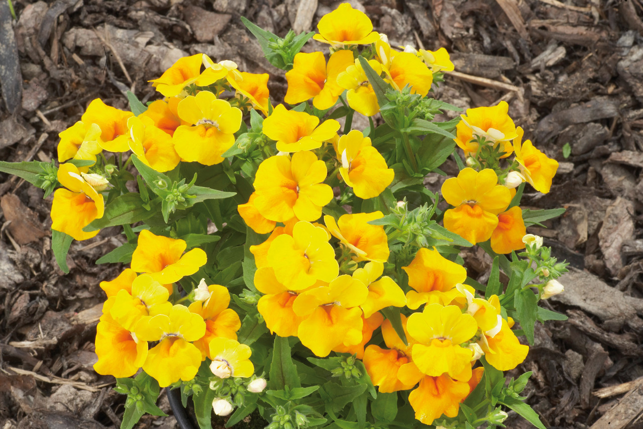 Nemesia Lyric Yellow | J Parker Dutch Bulbs