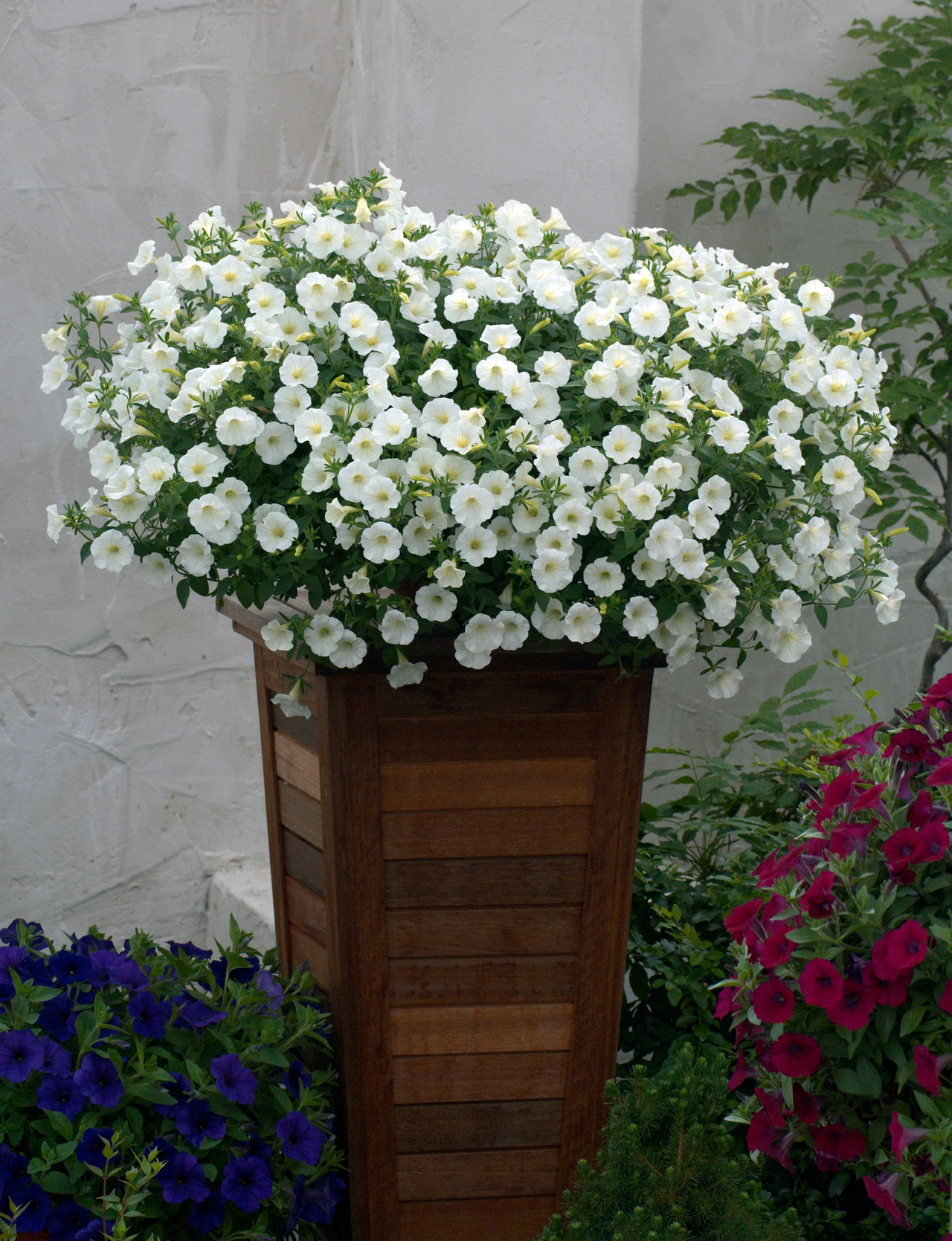 Surfinia Snow | J Parker Dutch Bulbs