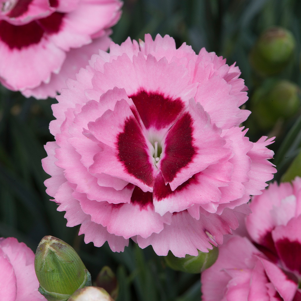 Buy Dianthus Raspberry Sundae | J Parker Dutch Bulbs