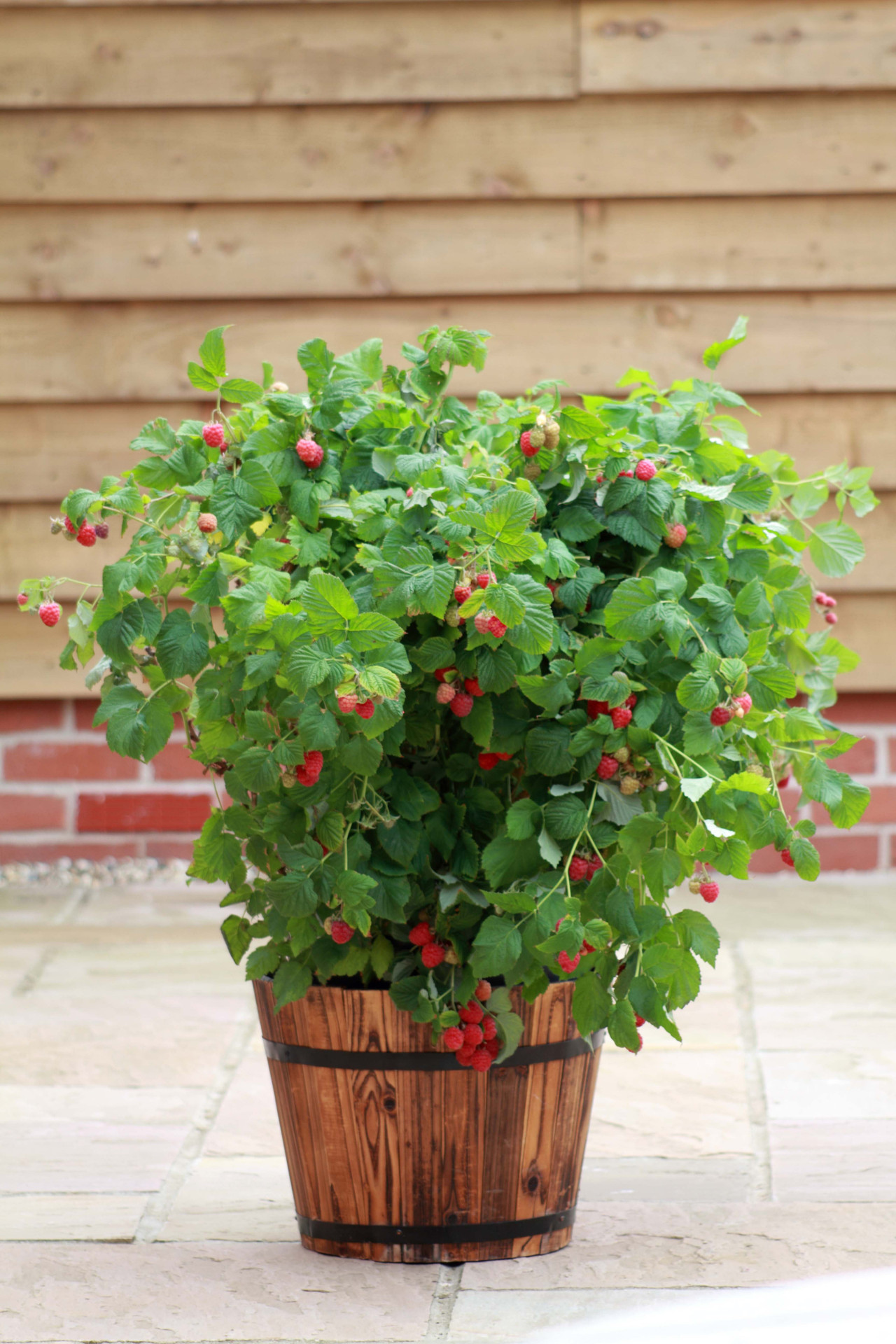 Buy Raspberry Ruby Beauty (Patio) - J Parker Dutch Bulbs