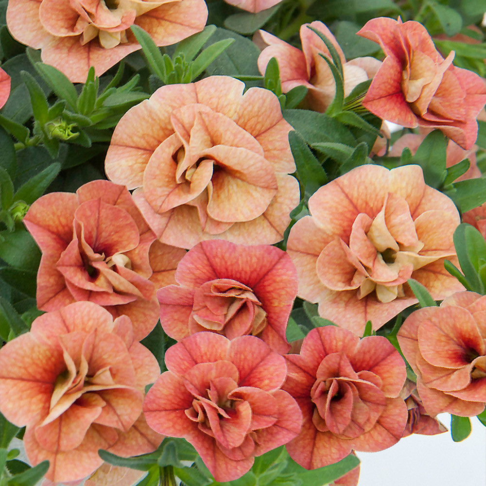 Calibrachoa Double Can Can Apricot - J Parker Dutch Bulbs