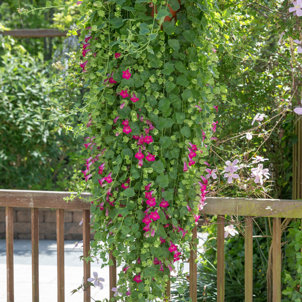 Lofos Compact Pink | J Parker Dutch Bulbs