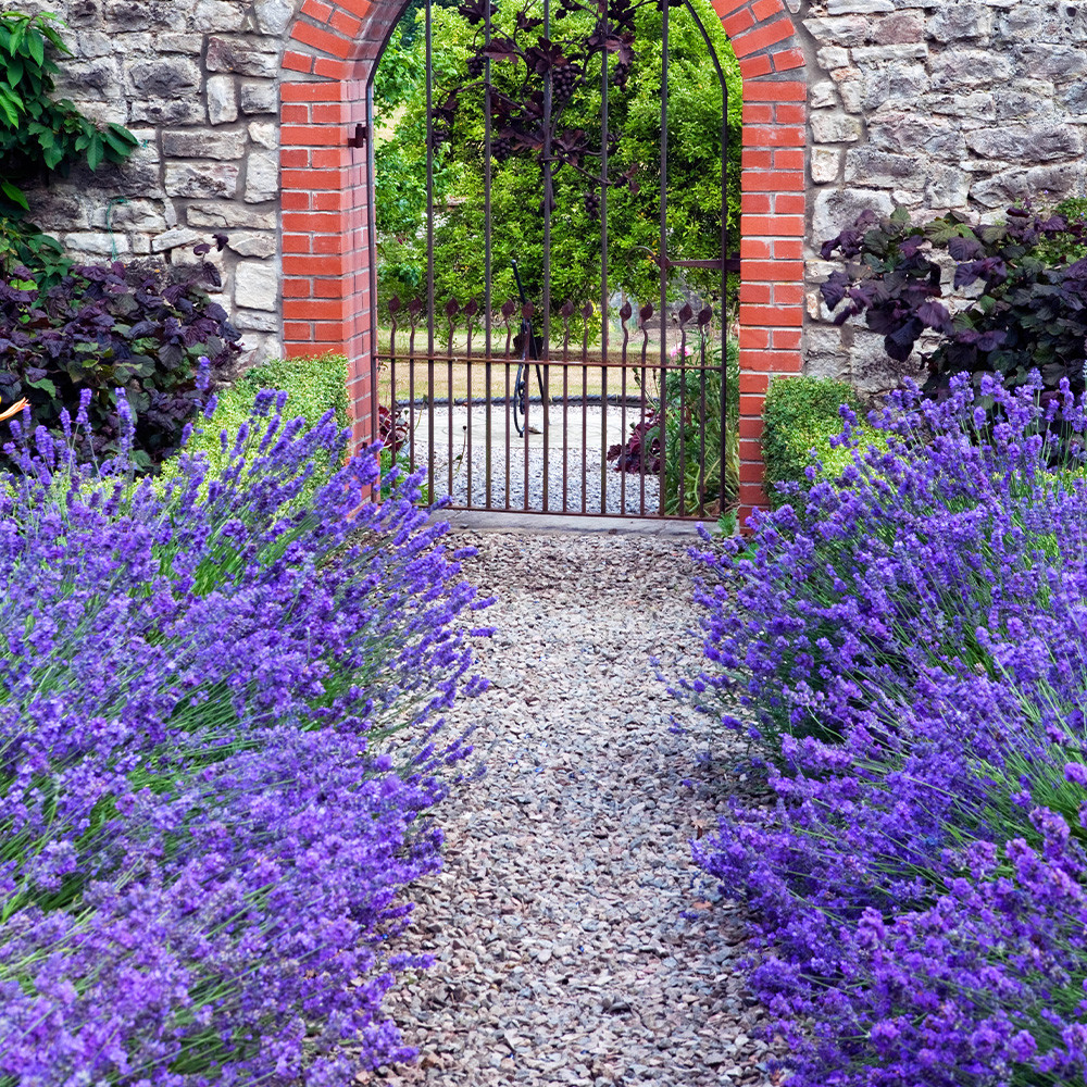 Lavender Munstead (3cm Plug Plants) | J Parker Dutch Bulbs