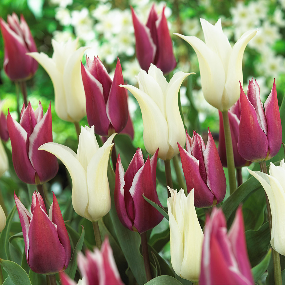 Buy Tulip Claudia at jparkers.co.uk