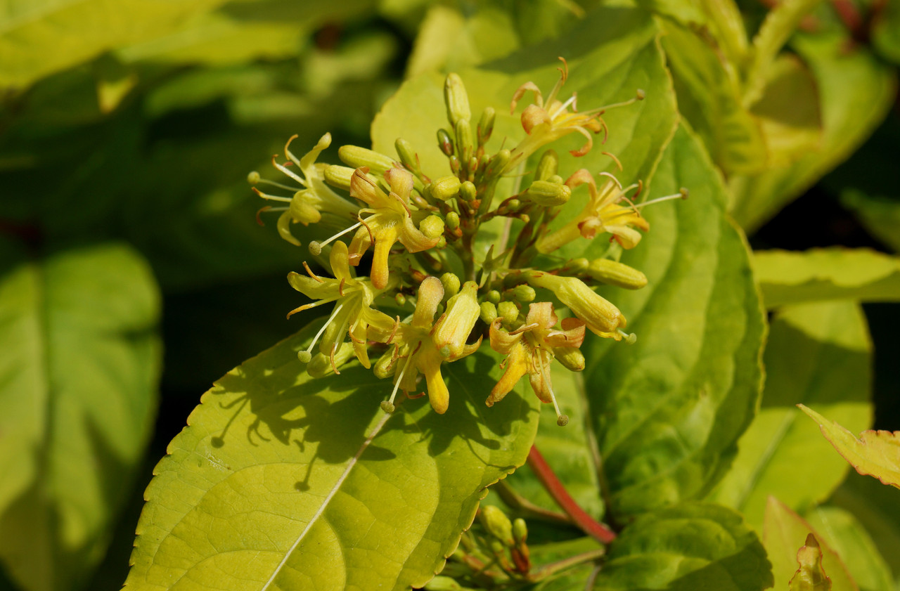 Buy Diervilla rivularis Honeybee | J Parkers