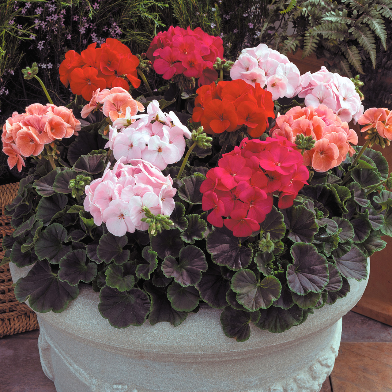 Geranium Bullseye Mixed (Garden Ready Plants) | J Parker Dutch Bulbs