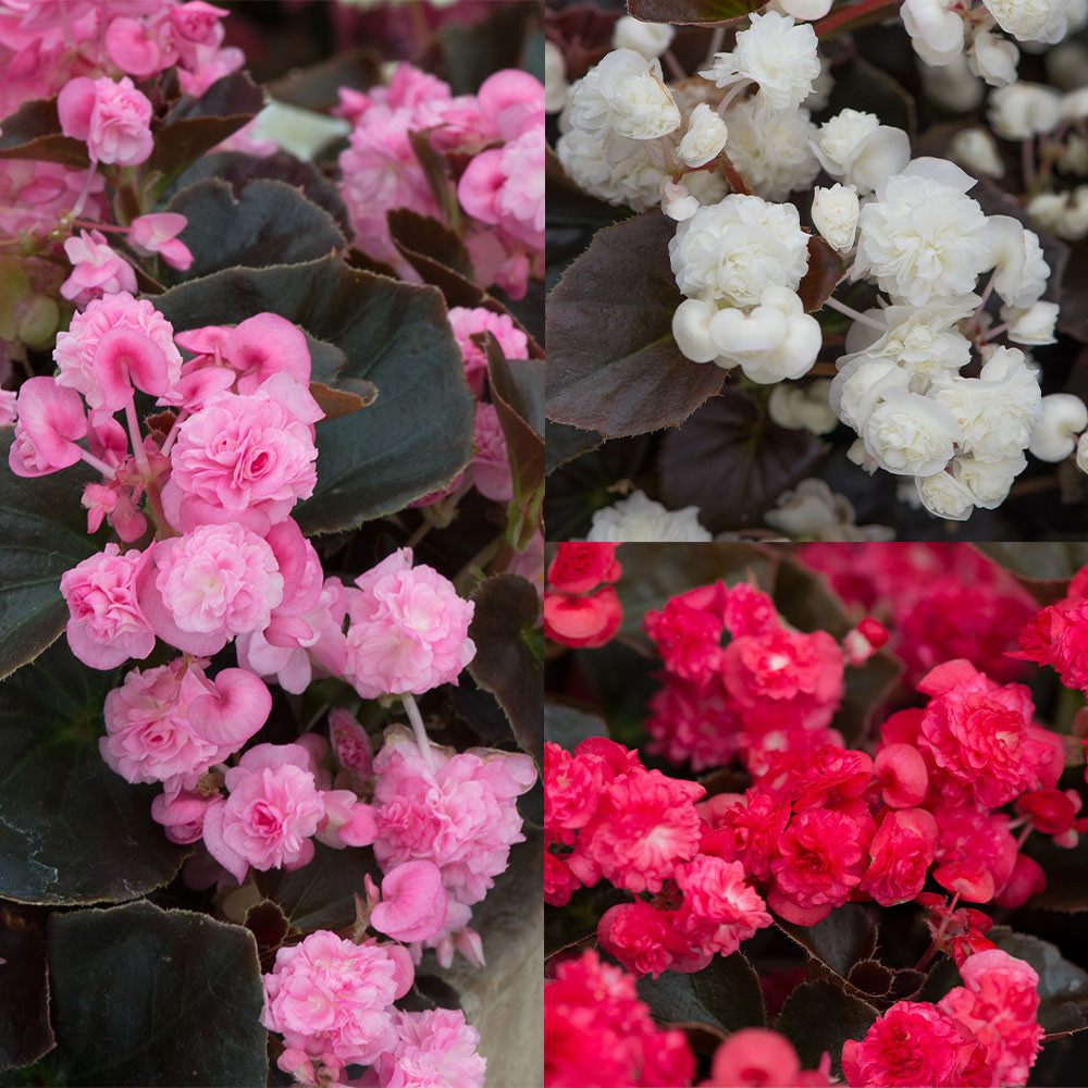 Begonia semp. Doublet Mix | J Parker Dutch Bulbs