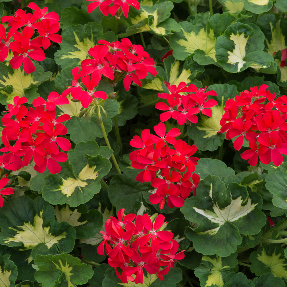 Geranium Happy Thought Red | J Parker Dutch Bulbs