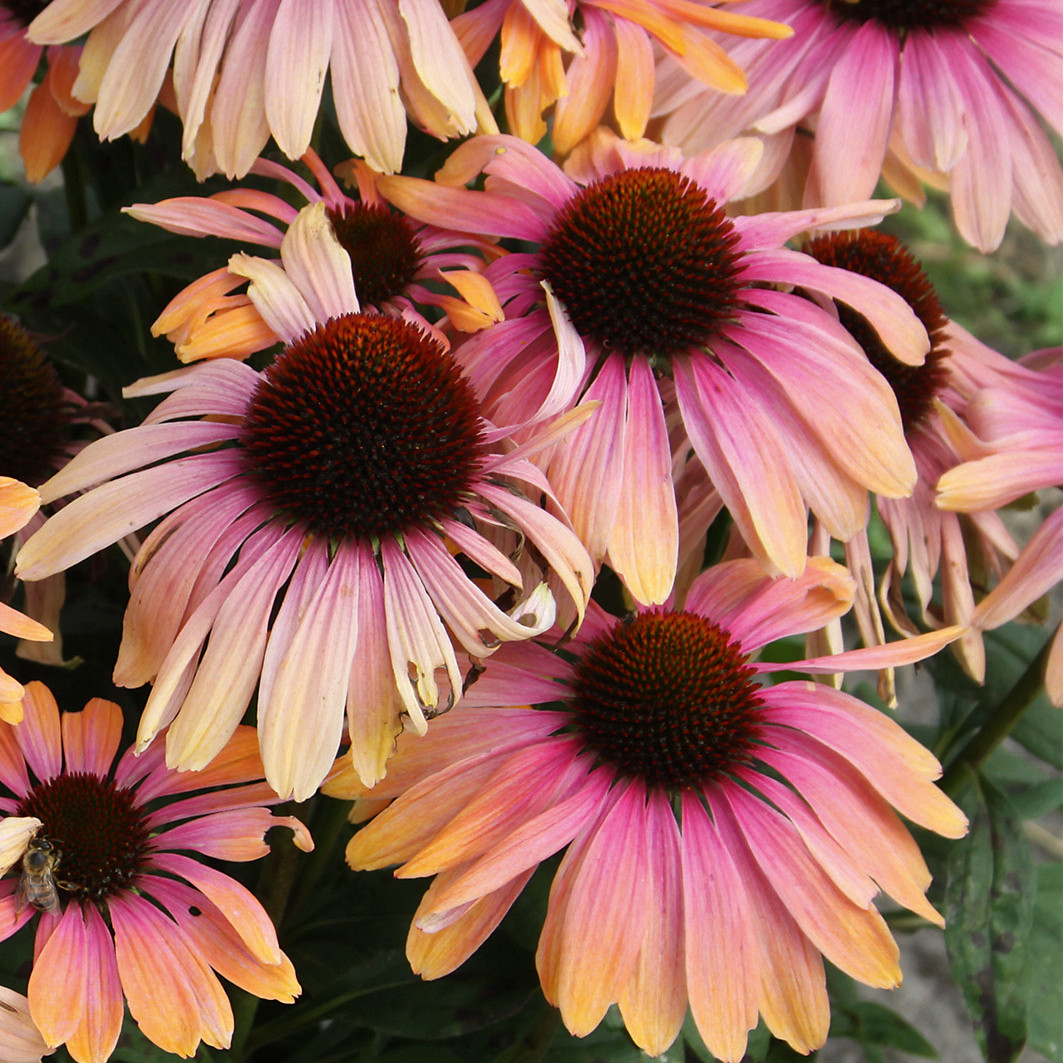 Echinacea Rainbow Marcella | J Parker Dutch Bulbs