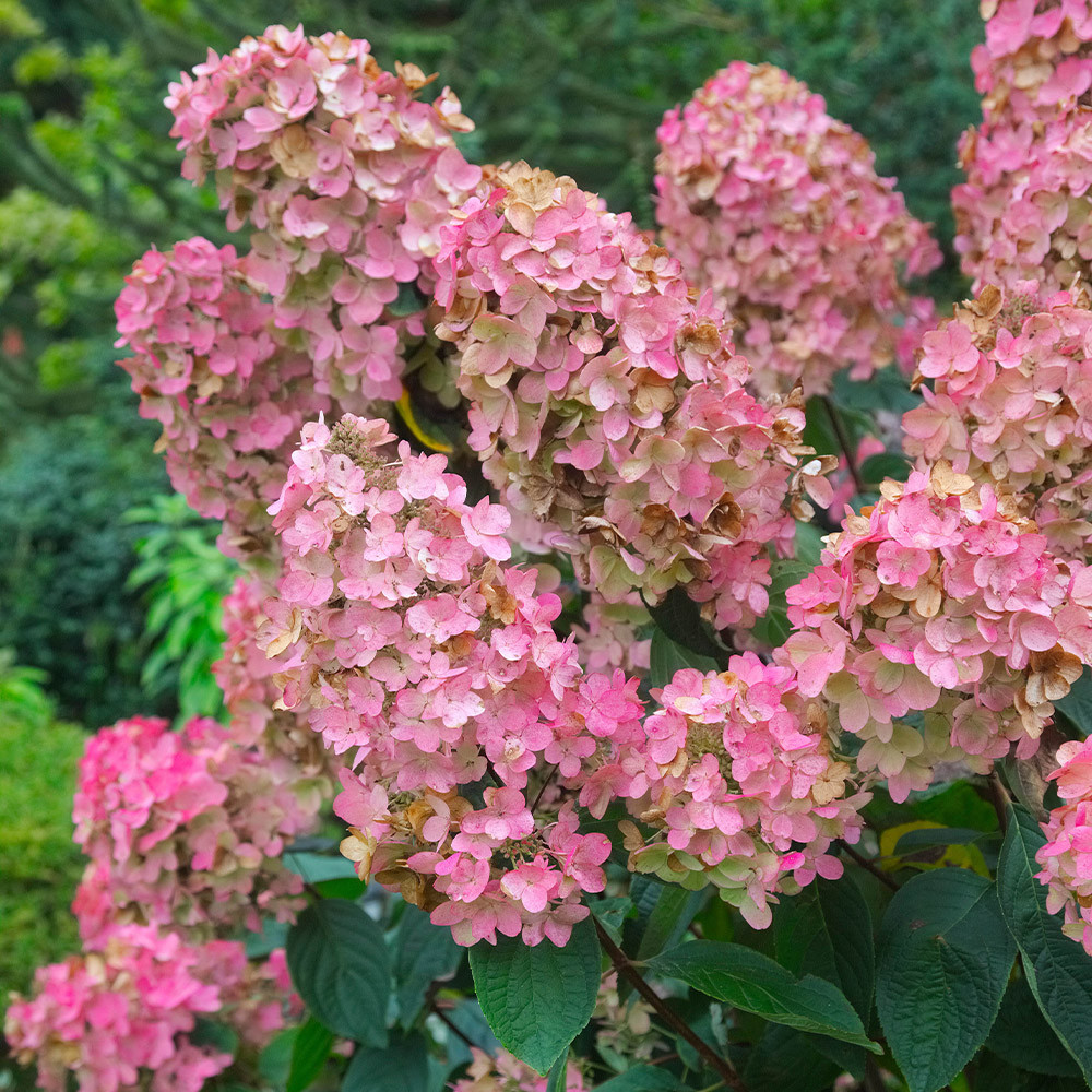 Buy Hydrangea paniculata Pink Diamond | J Parker Dutch Bulbs