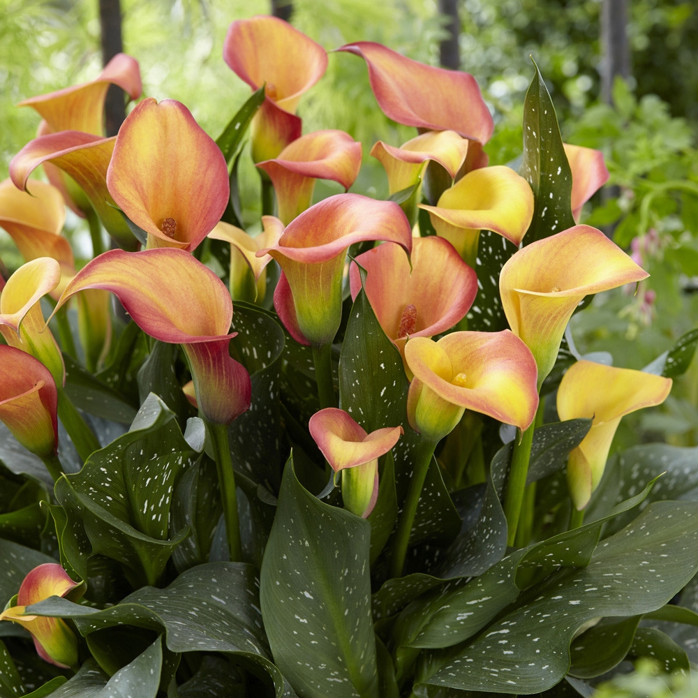 Zantedeschia Morning Sun (Calla Lily) | J Parker Dutch Bulbs