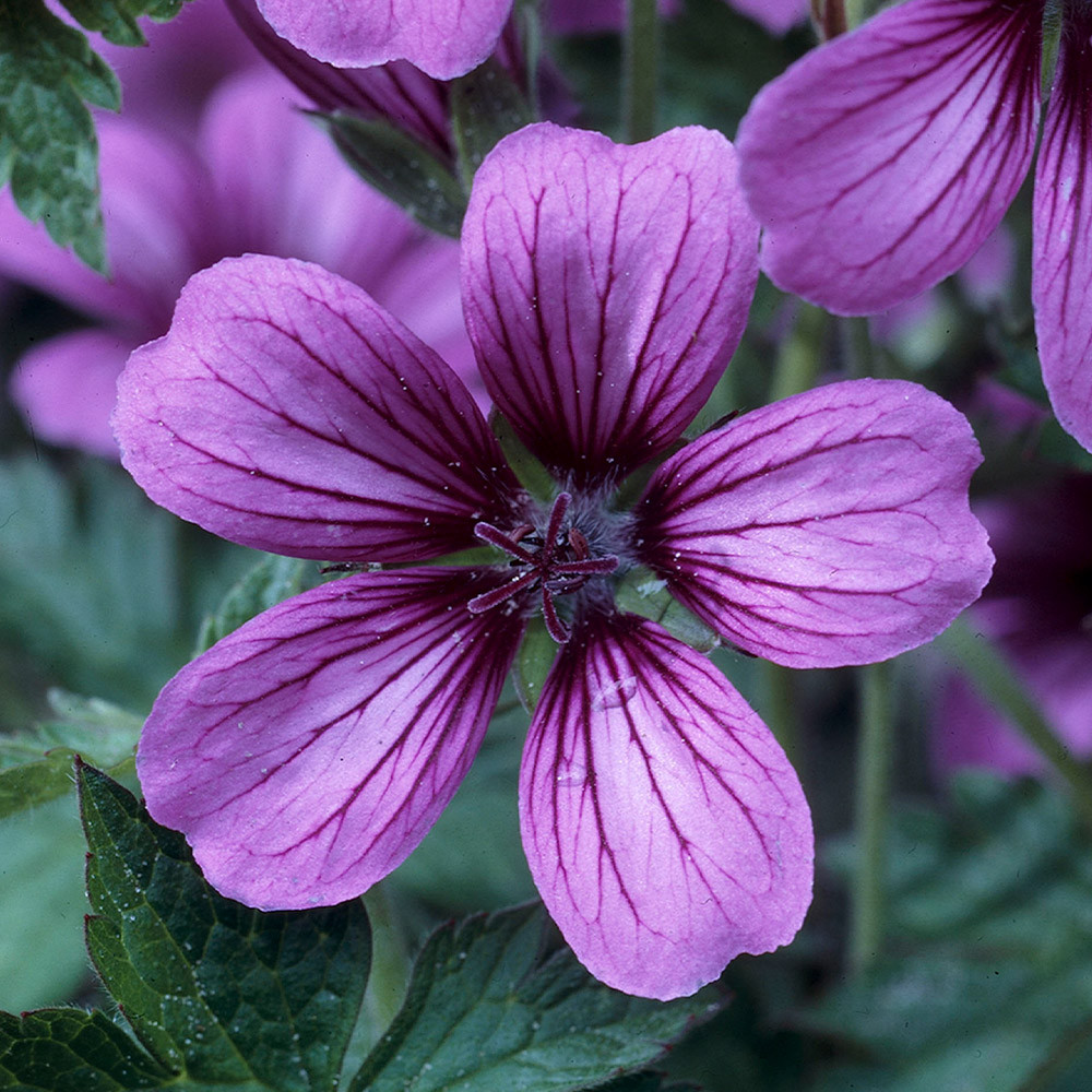 Geranium Sue Crug | J Parker Dutch Bulbs