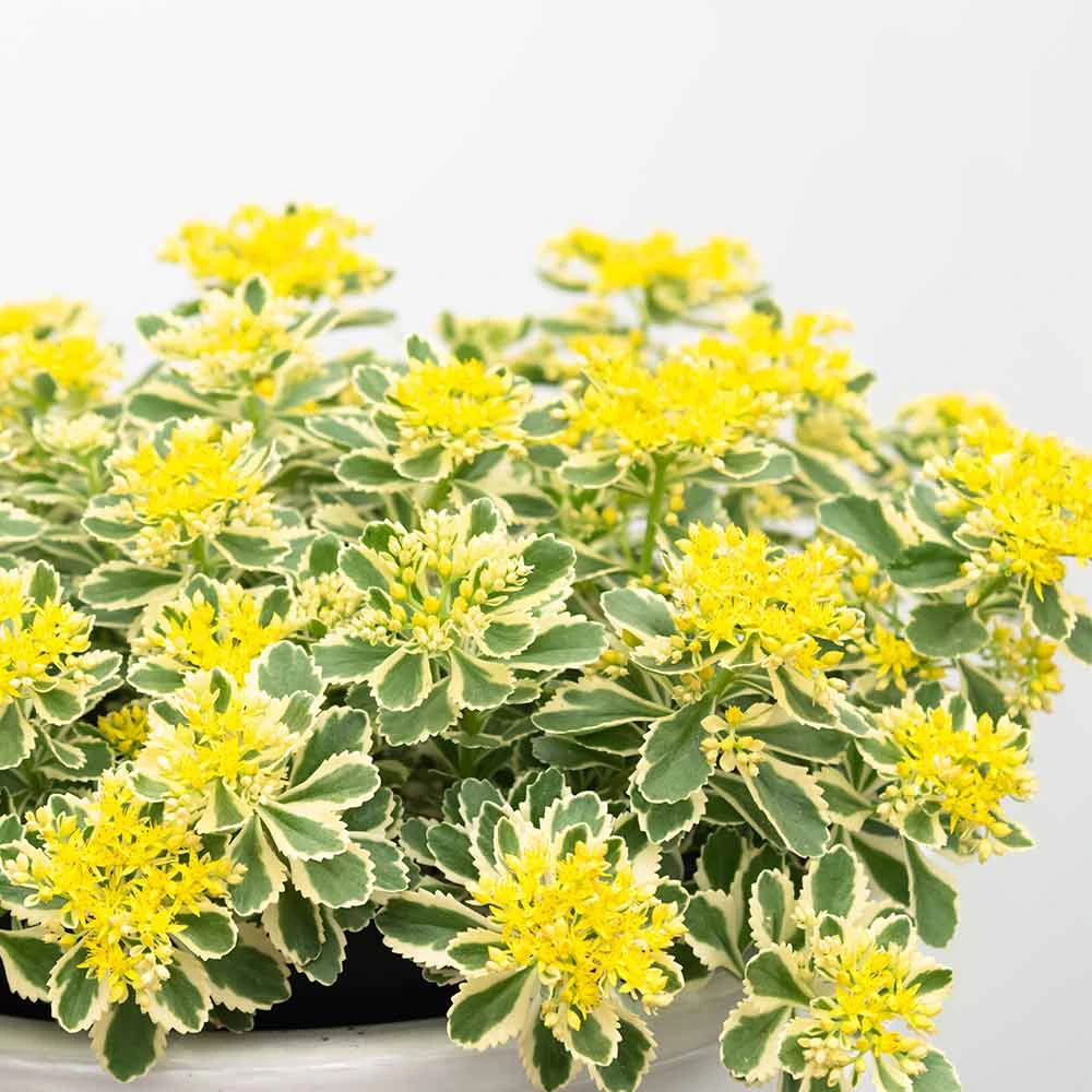 Sedum (Stonecrop) takesimense Atlantis | J Parker Dutch Bulbs
