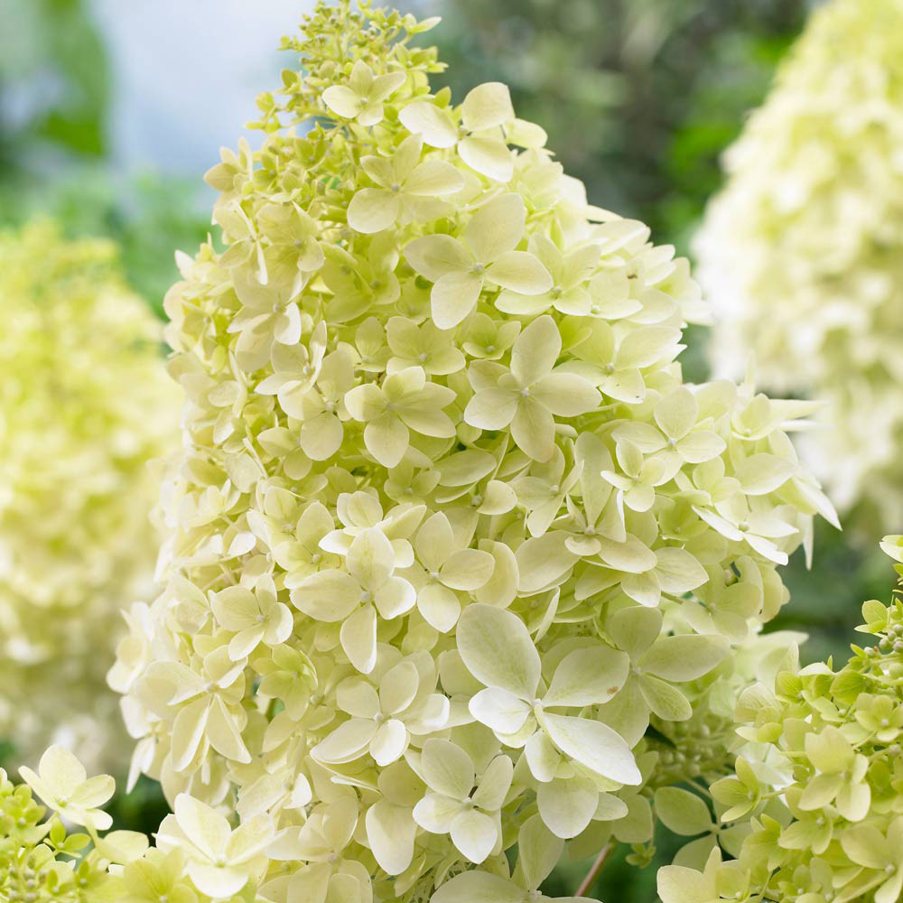 Hydrangea Paniculata Phantom Standard
