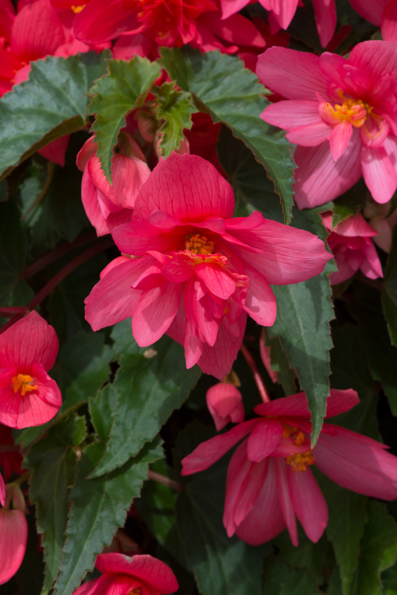 Begonia Funky Pink (Garden Ready) | J Parker Dutch Bulbs
