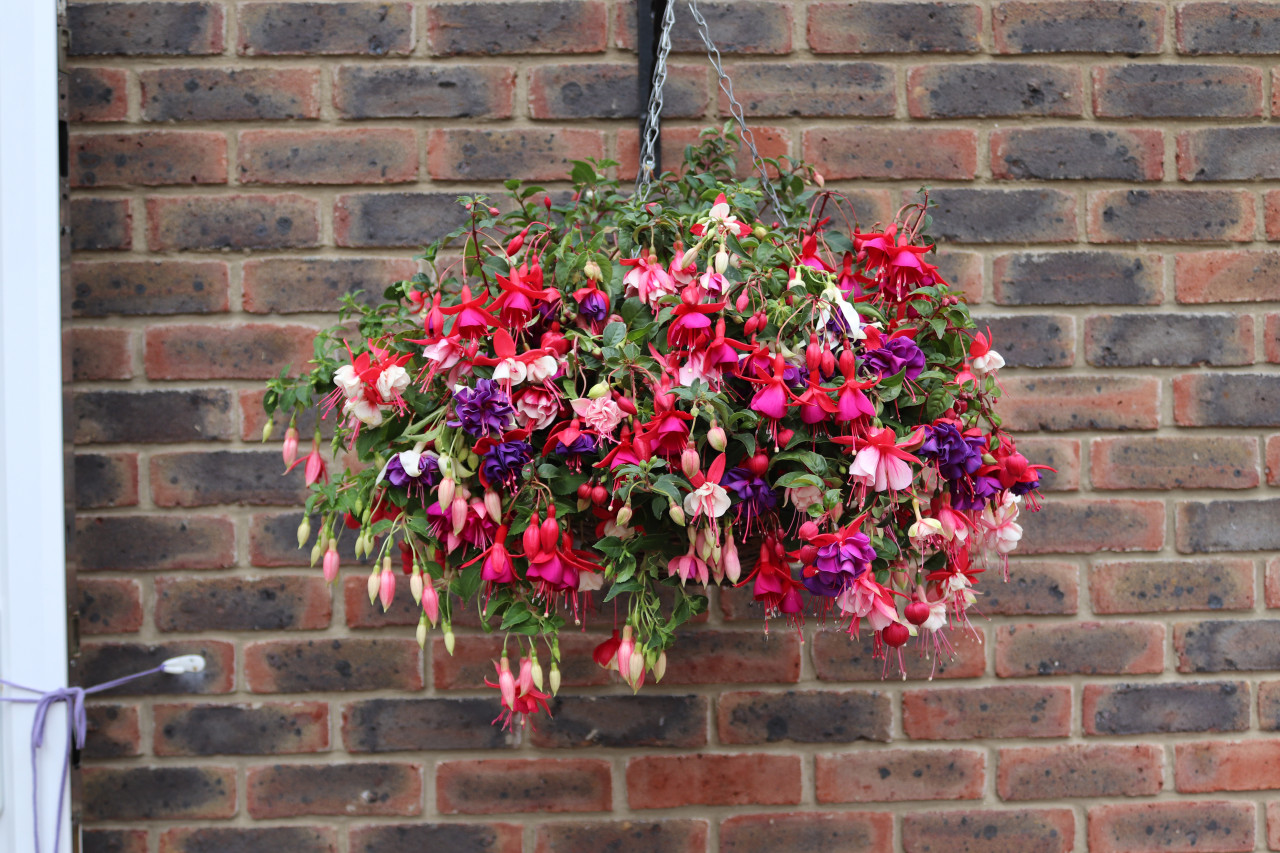 Fuchsia Trailing Mixed (Pre-planted Basket) | J Parker Dutch Bulbs