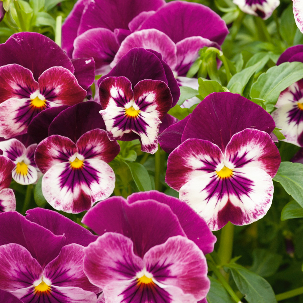 Trailing Pansy Cool Wave Raspberry Swirl | J Parker Dutch Bulbs