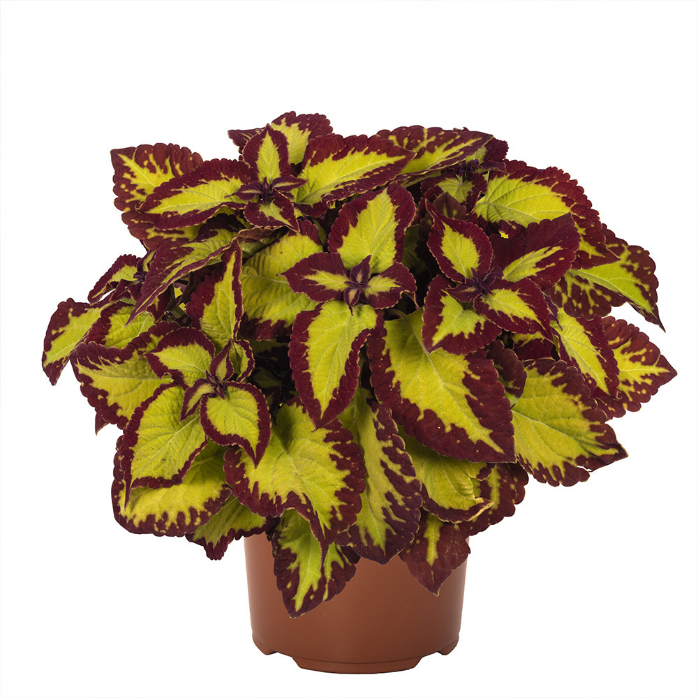 Shop Coleus Stained Glassworks Velvet | J. Parker's