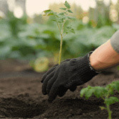 J. Parker's - Garden Plants & Bulbs