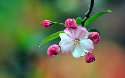 Symbolic Flowers in Chinese Culture - JParkers