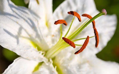 Lily Varieties & Planting Guide - JParkers