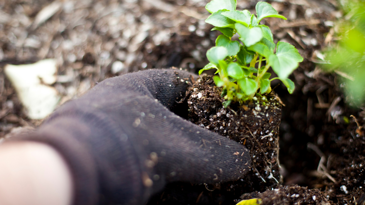 How to properly move your garden plants - JParkers