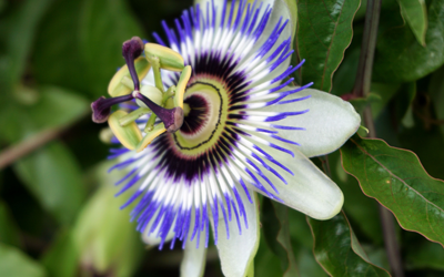 Peaceful Passionflower Tea Recipe - JParkers