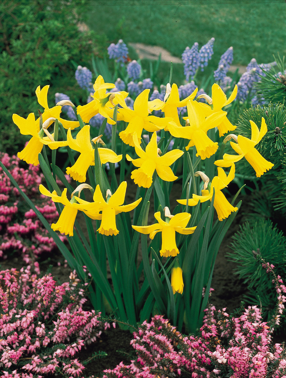 Narcissus Cyclamineus February Gold | J.Parker's