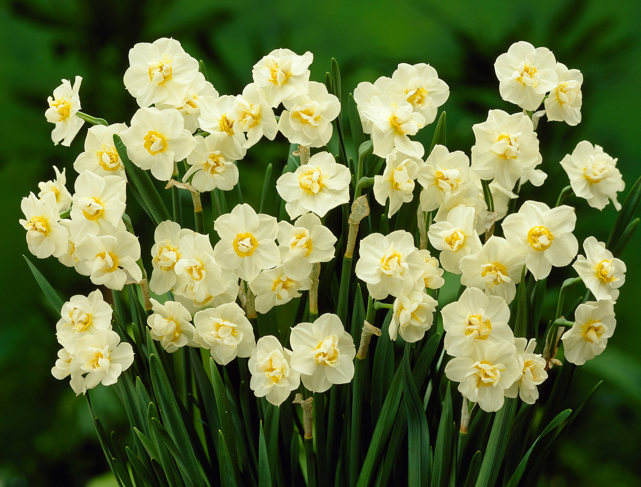 Narcissus Cheerfulness | Daffodil 'Cheerfulness' | J.Parker's