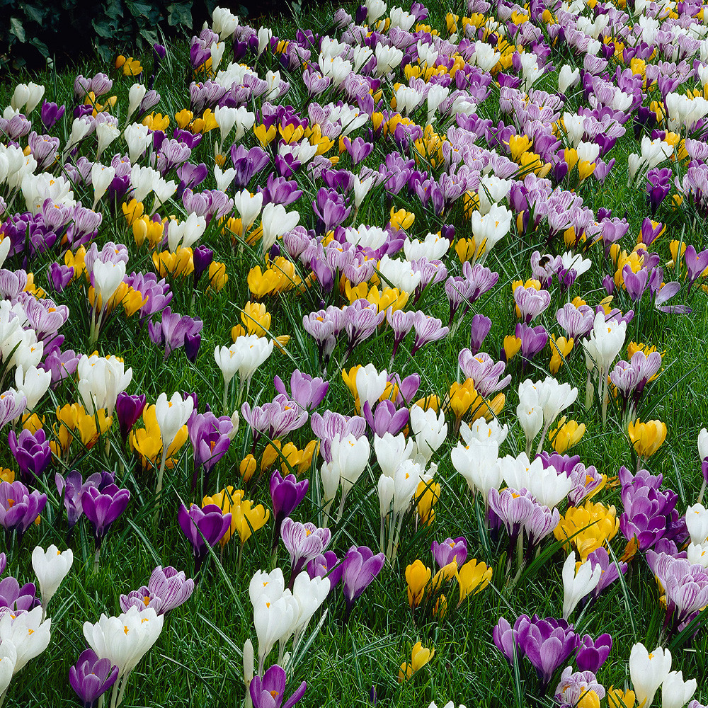 Buy Crocus Giant Flower Mix | J Parker Dutch Bulbs