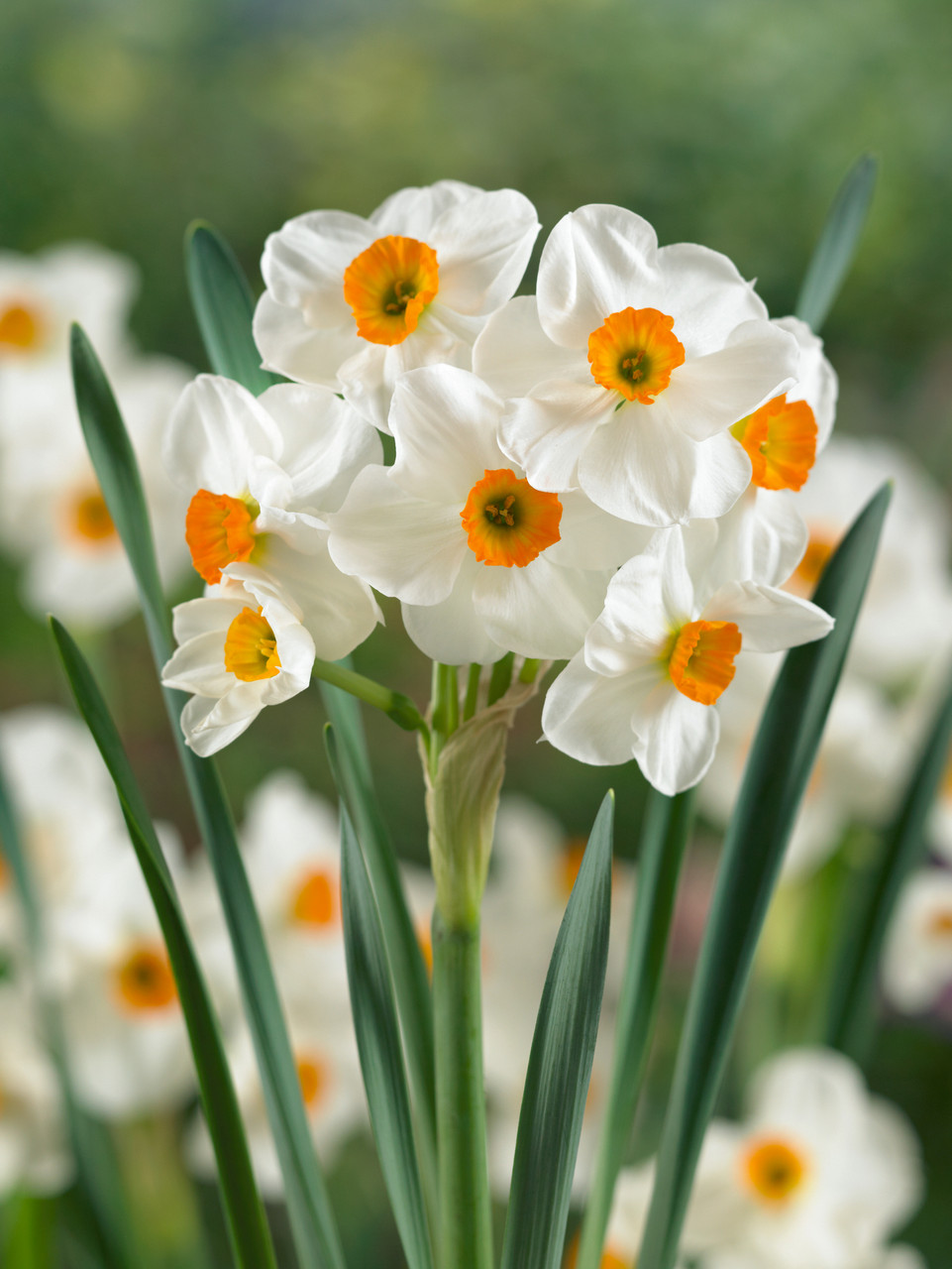 Narcissus Geranium | Daffodil 'Geranium' | J.Parker's