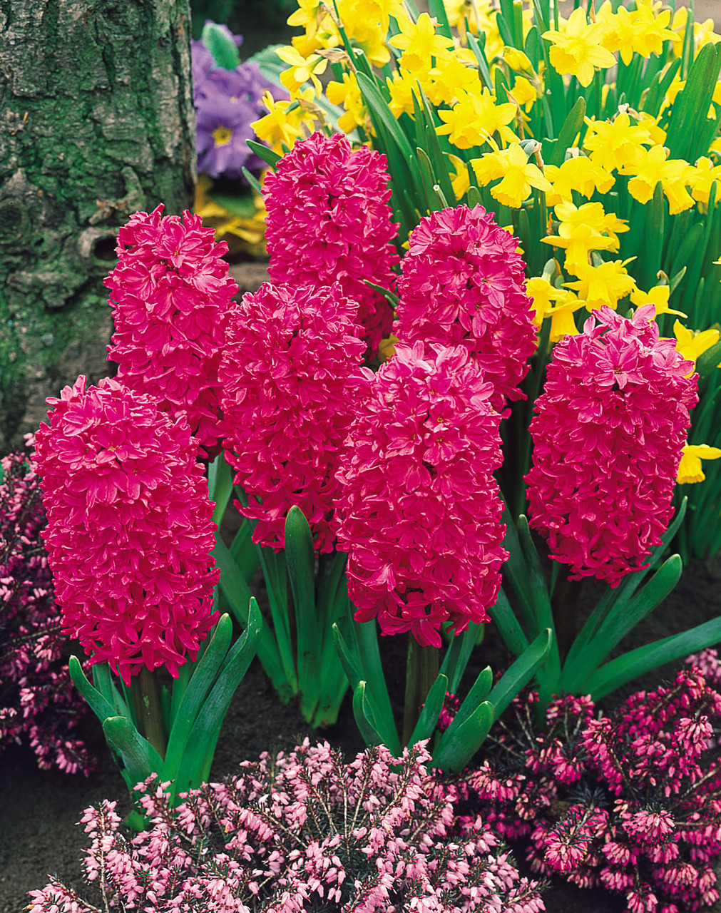 Buy Hyacinth Jan Bos 14/15cm | J Parker Dutch Bulbs