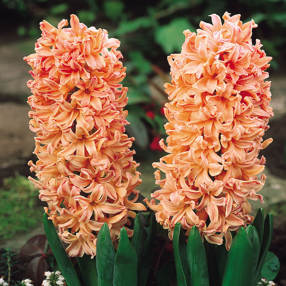 Buy Hyacinth Gypsy Queen 17/18cm - J Parker Dutch Bulbs
