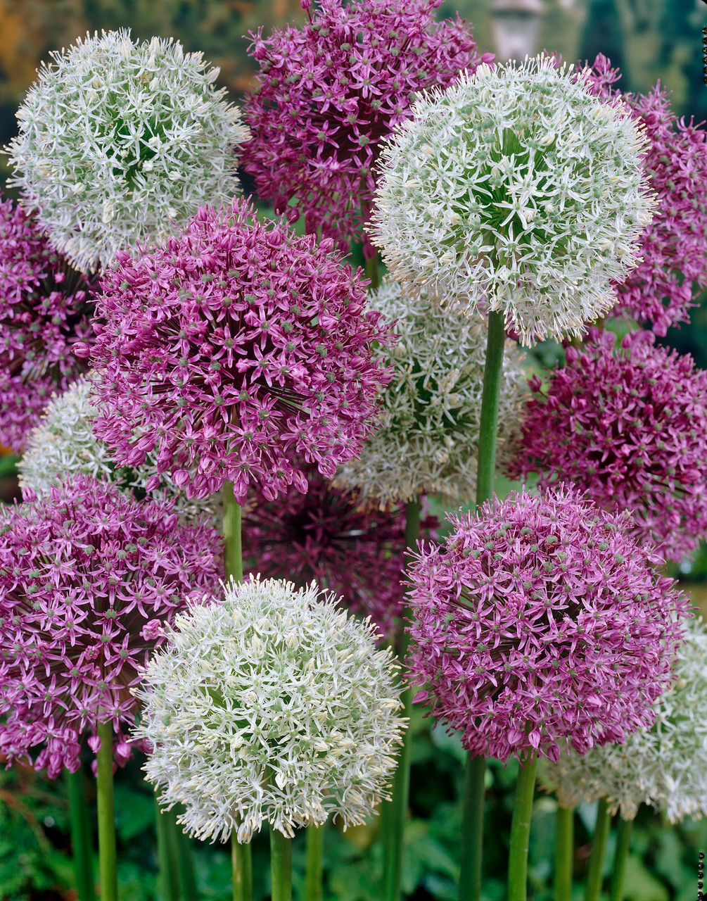 Buy Allium Mount Everest | J Parkers Dutch Bulbs