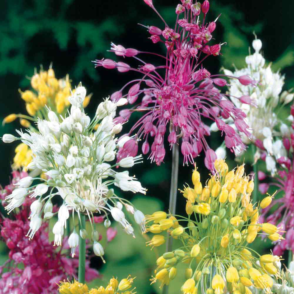 Allium Pulchellum (Carinatum) | J Parker Dutch Bulbs