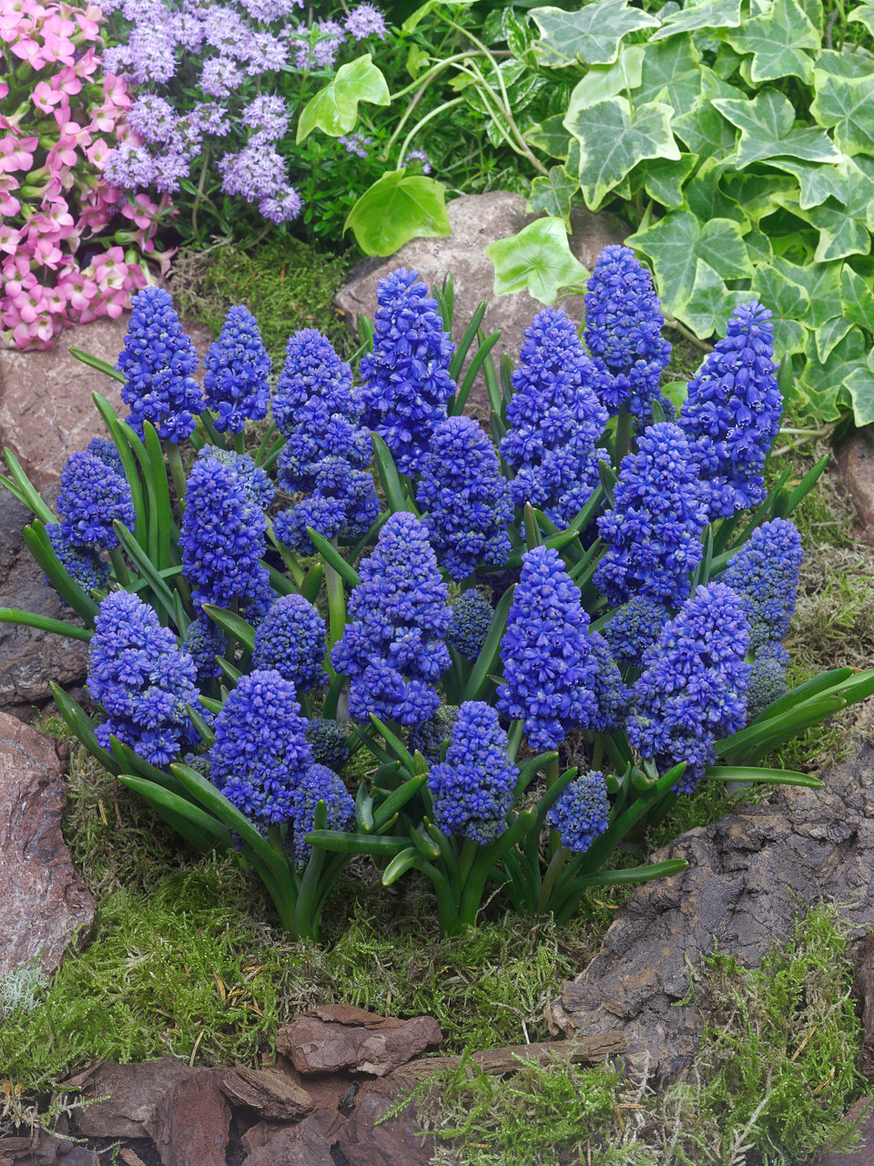 Buy Muscari Blue Spike - J Parker Dutch Bulbs