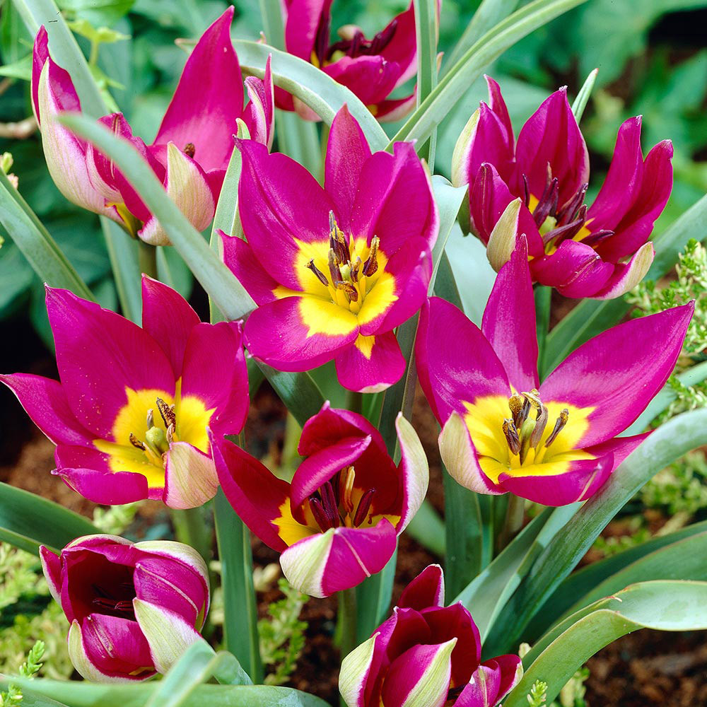 Buy Tulip Humilis Persian Pearl 6cm+ at jparkers.co.uk