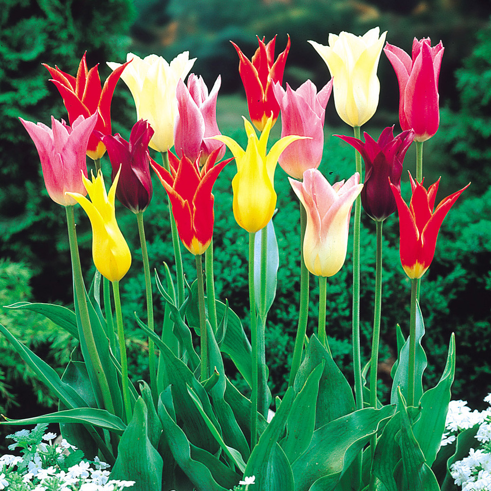 Buy Lily Flowering Tulips Mixed 10/11cm at jparkers.co.uk